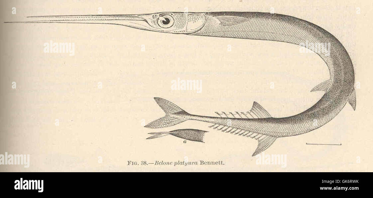 Aesthetic fish sketch hi-res stock photography and images - Alamy