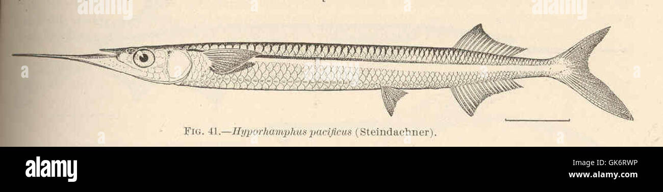 An illustration of *Hyporhamphus pacificus*, also known as the Pacific ...