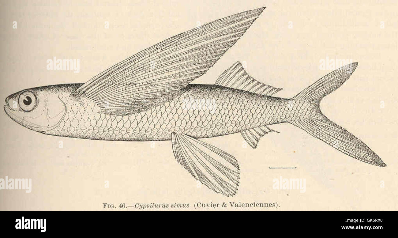 An illustration of Cypsilurus simus, a species of fish described by ...