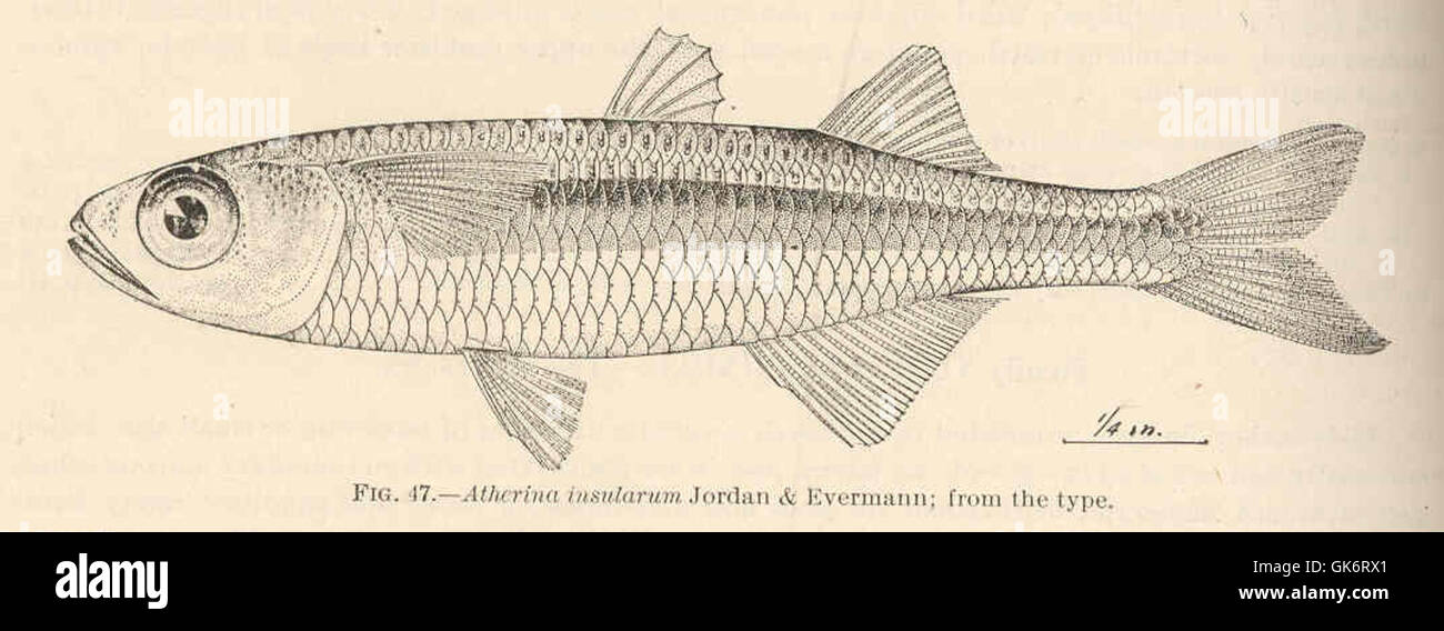 The illustration 'Atherina insularum' from Jordan & Evermann’s work ...