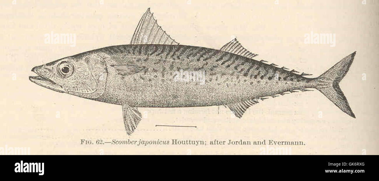 A vintage illustration from the book of Scomber japonicus, a species of ...