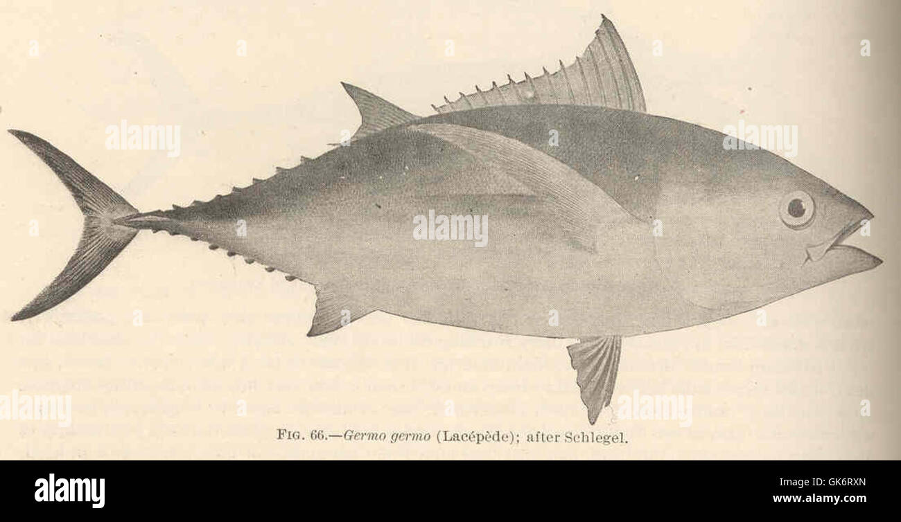 This illustration depicts the 'Germo germo' species, also known as the ...