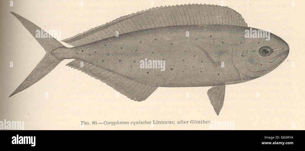 This illustration from the 19th century depicts *Coryphaena equisetis ...