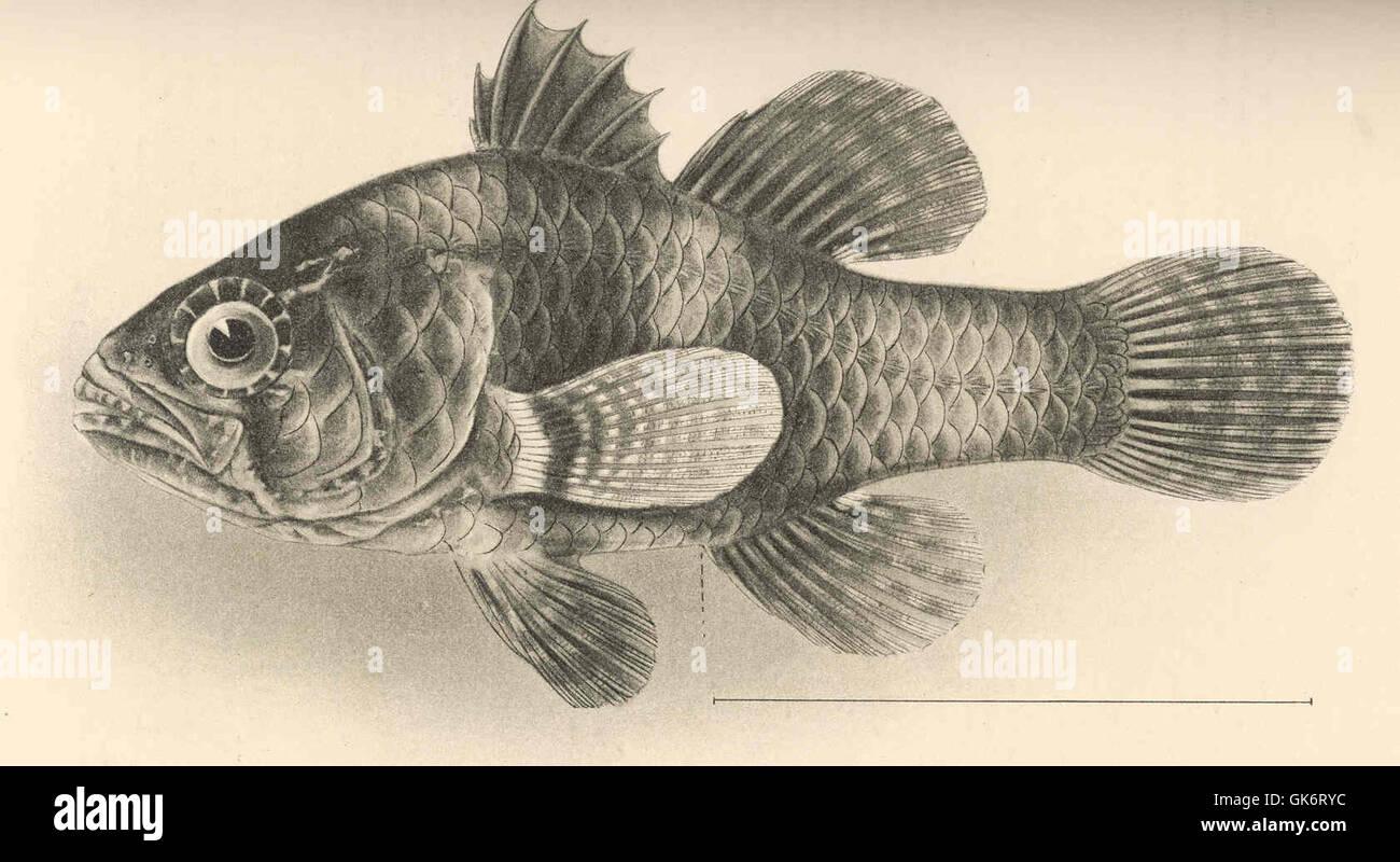 An illustration from a historical manuscript, showing Apogonichthys ...