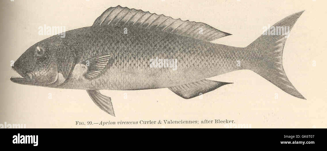 'Aprion virescens' is a fish species first described by Cuvier ...