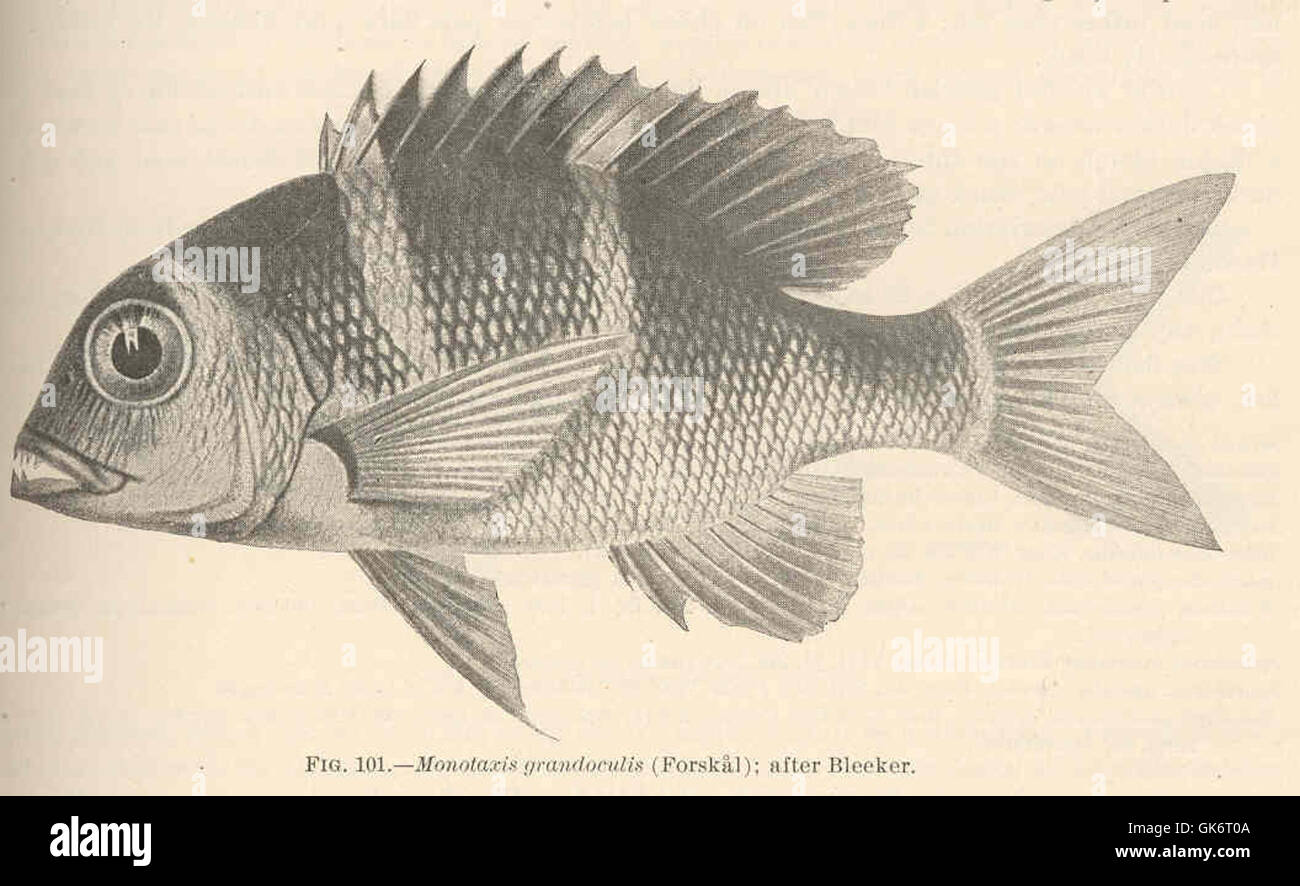 The illustration of *Monotaxis grandoculis* (Forskai), a species of ...