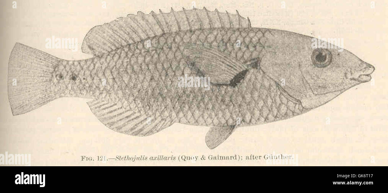 This detailed illustration of *Stethojulis axillaris*, a species of ...