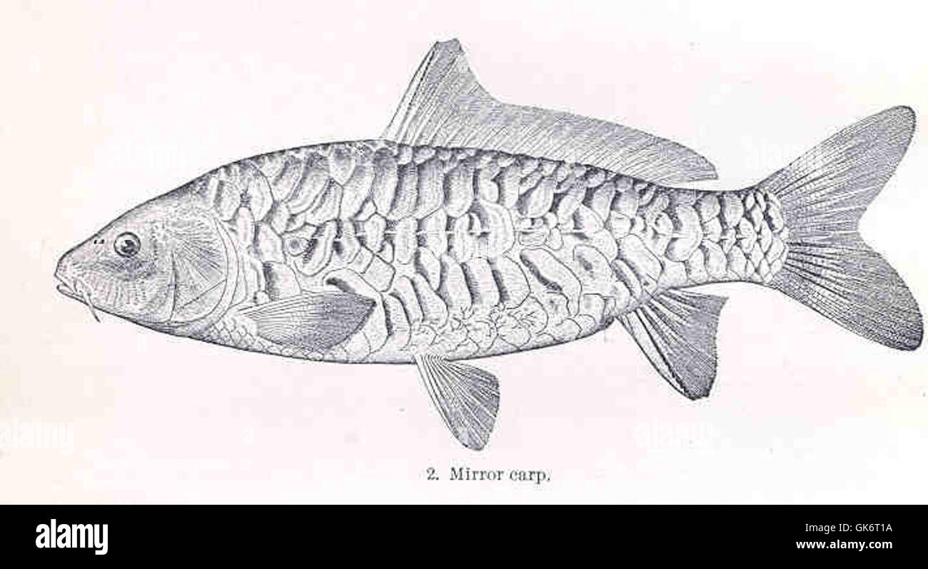 A vintage illustration of a Mirror Carp, showcasing the unique scales ...