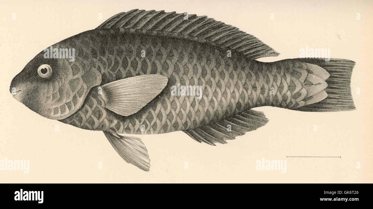 This illustration from an ancient manuscript depicts the fish species ...