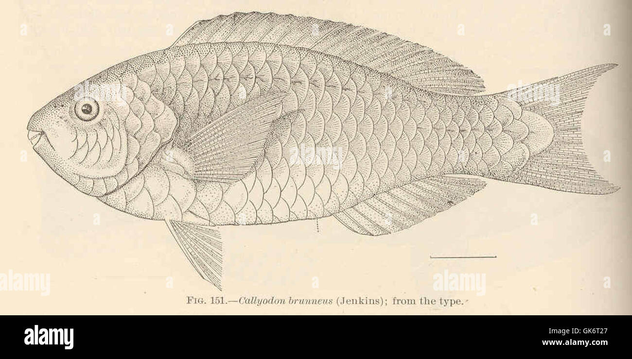 The illustration of *Callyodon brunneus* (Jenkins) from an antique ...