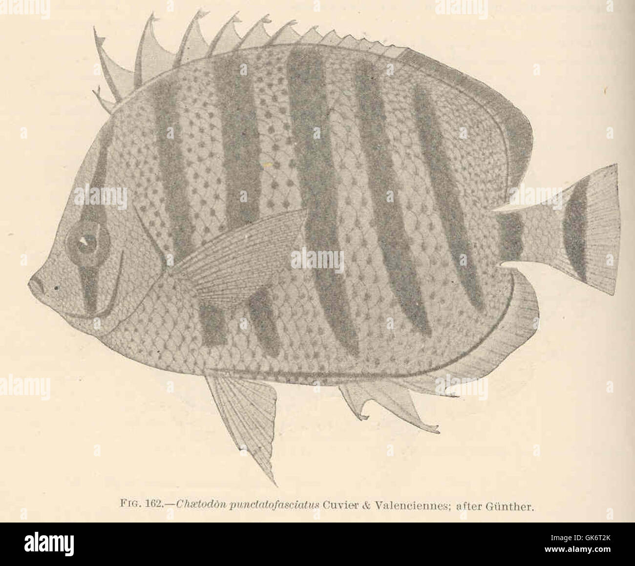 This historical illustration depicts the Chaetodon punctatofasciatus ...