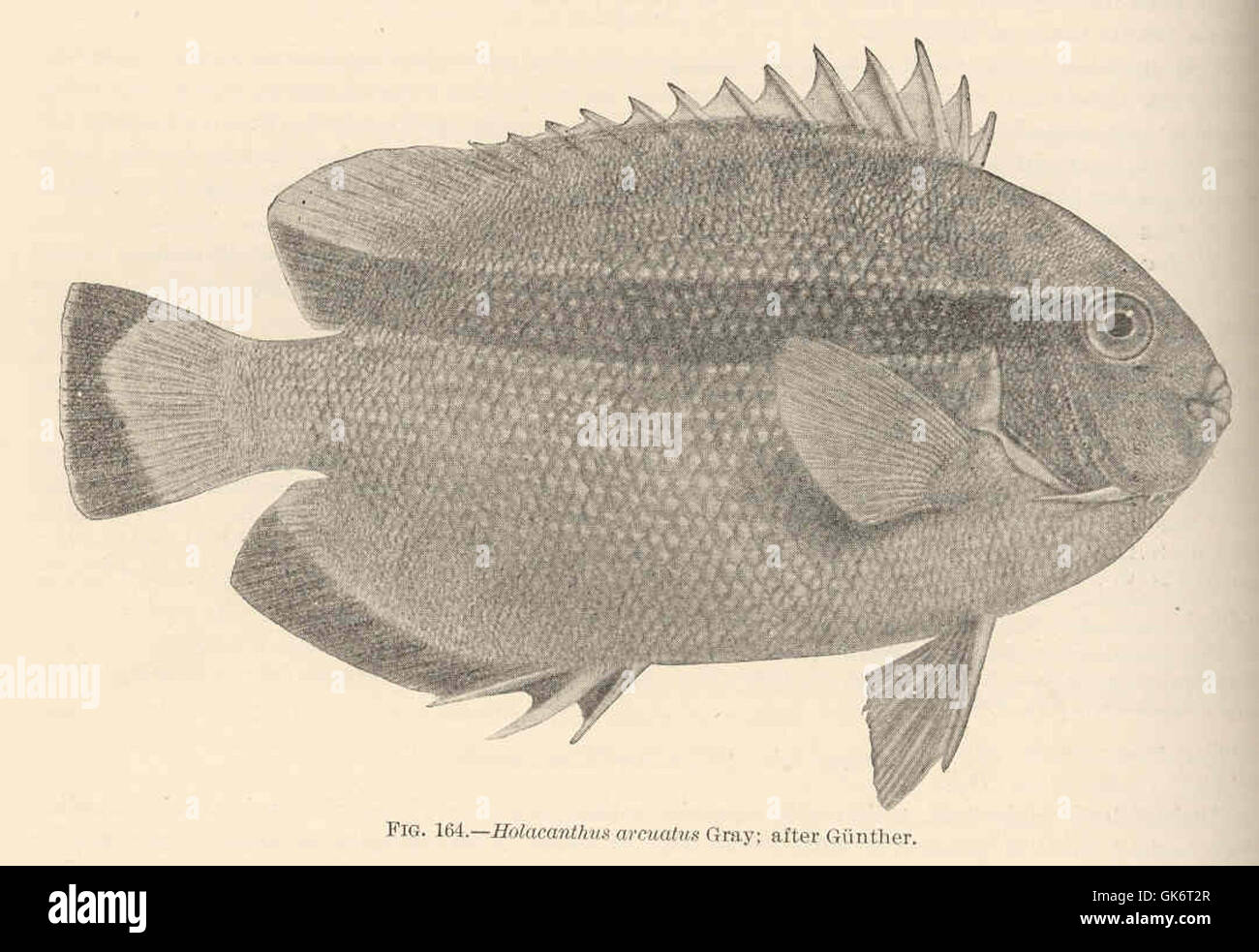 This illustration of the Holacanthus arcuatus (also known as the Queen ...