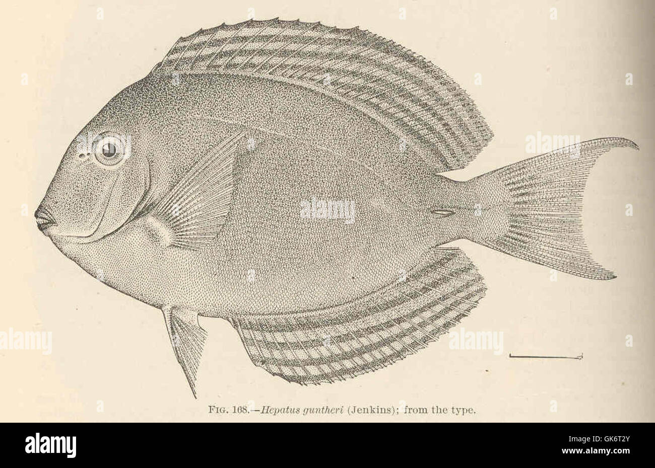 'Hepatus guntheri' (Jenkins) is a historic book illustration, depicting ...