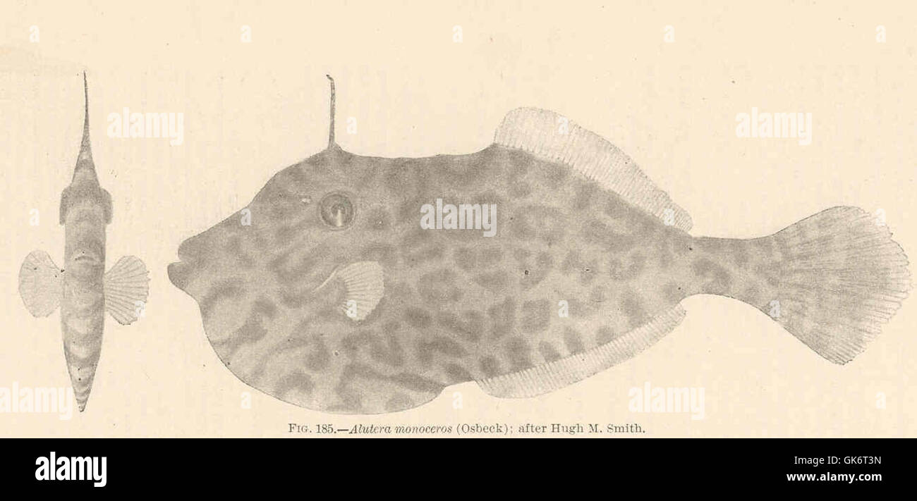 42543 Alutera monoceros (Osbeck); after Hugh M Smith Stock Photo - Alamy