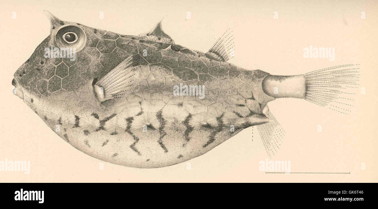 This illustration of *Ostracion schlemmeri*, a species of boxfish, is a ...