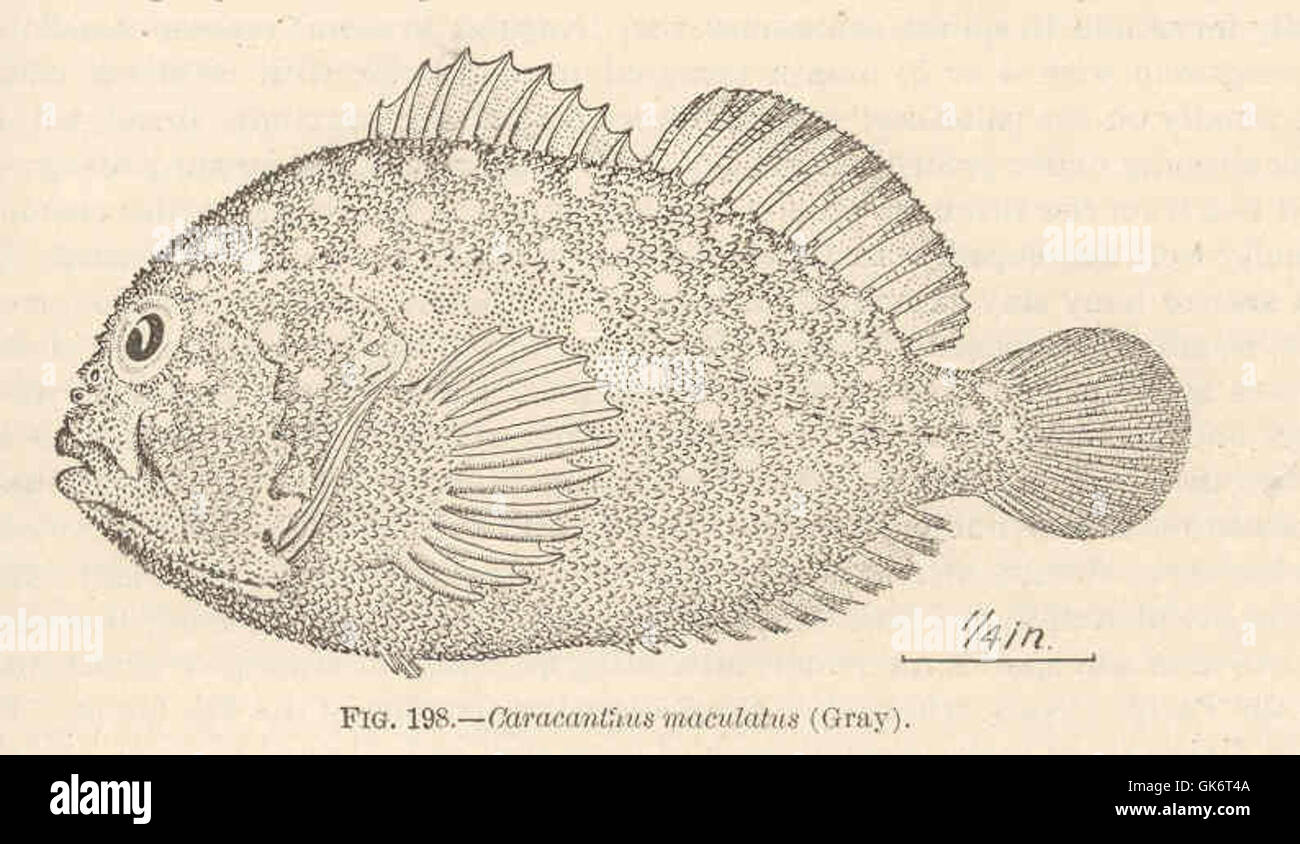 Caracanthus maculatus hi-res stock photography and images - Alamy