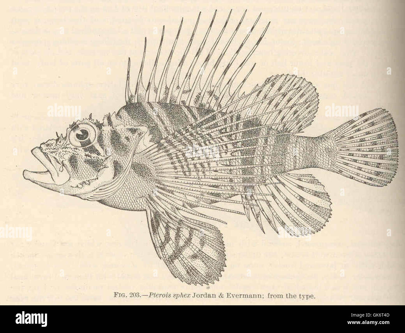 Lionfish features hi-res stock photography and images - Alamy