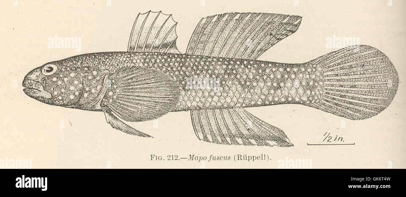 Anatomy of fish hi-res stock photography and images - Alamy