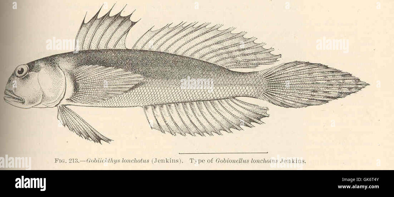 An illustration of Gobiichthys louchotus, a species of goby fish, from ...