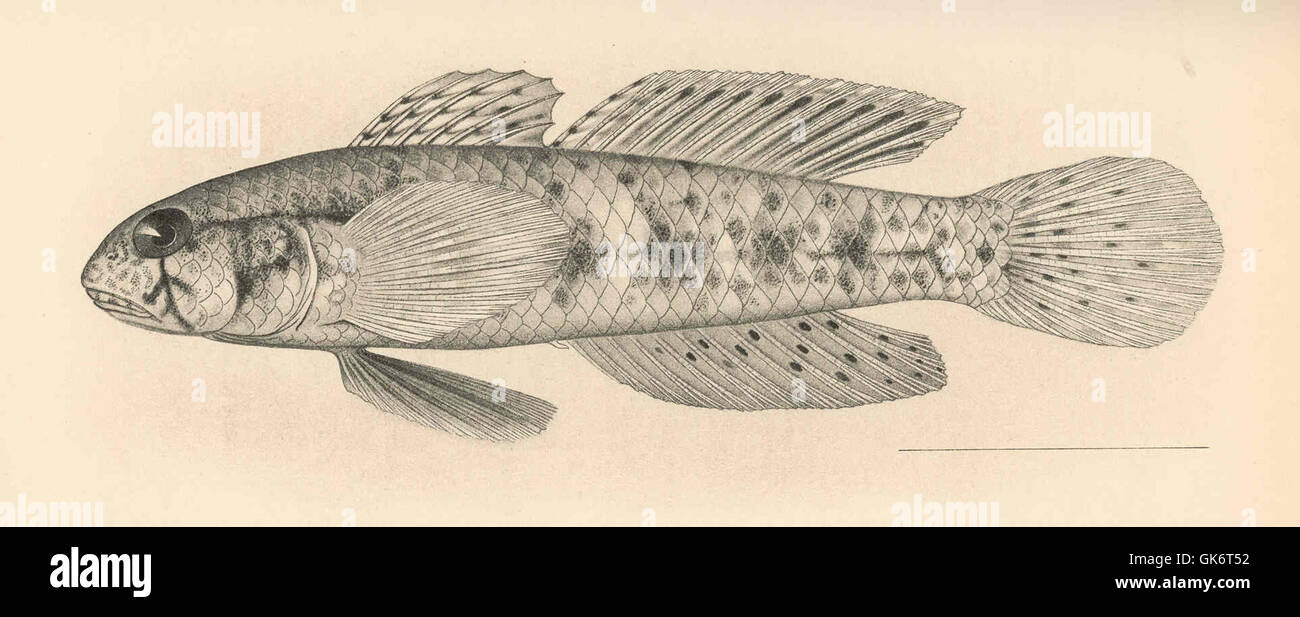 An illustration of the fish species Gnatholepis knighti, also known as ...