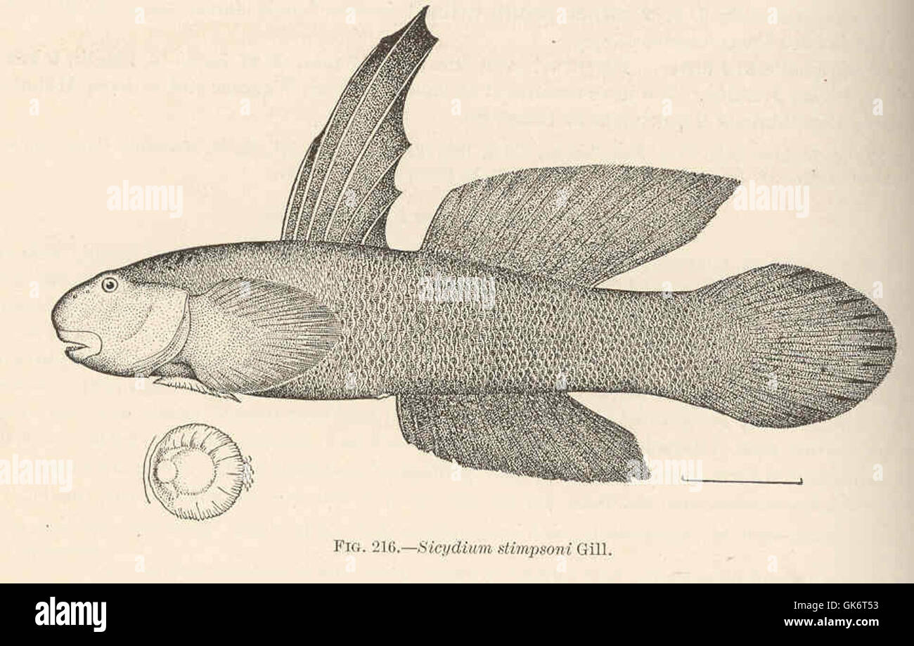 Stimpsoni hi-res stock photography and images - Alamy