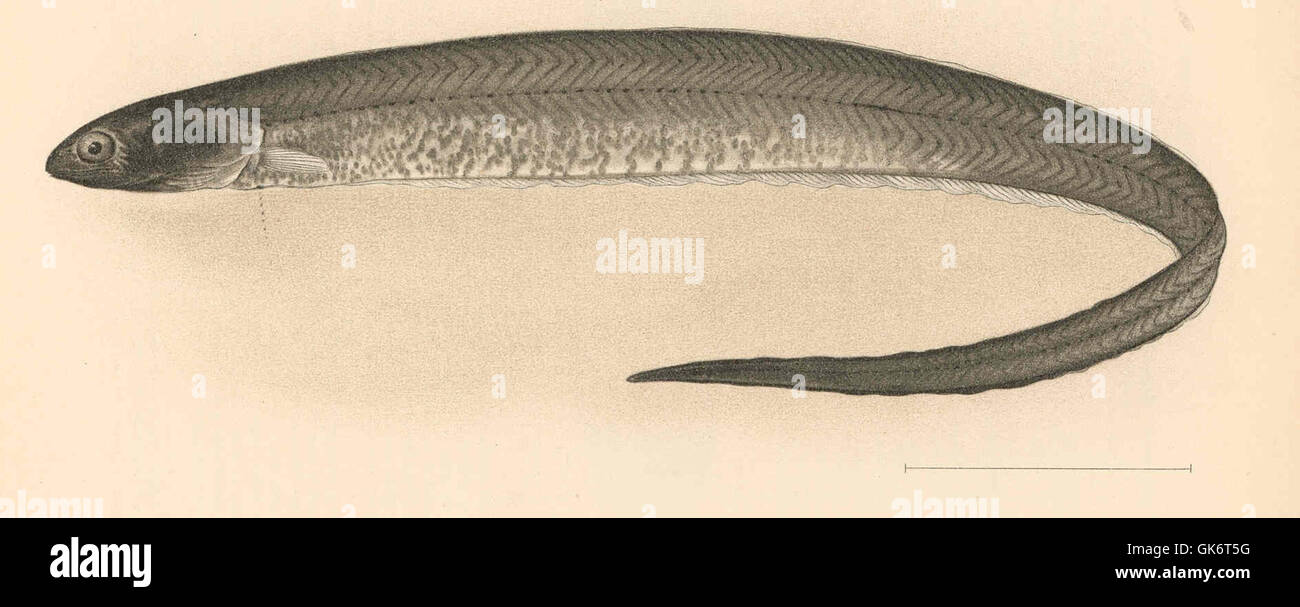 Jordan evermann hi-res stock photography and images - Alamy