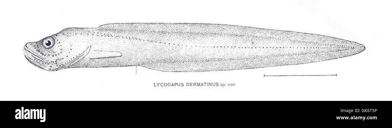The illustration of Lycodapus Dermatinus spnov, a newly identified ...