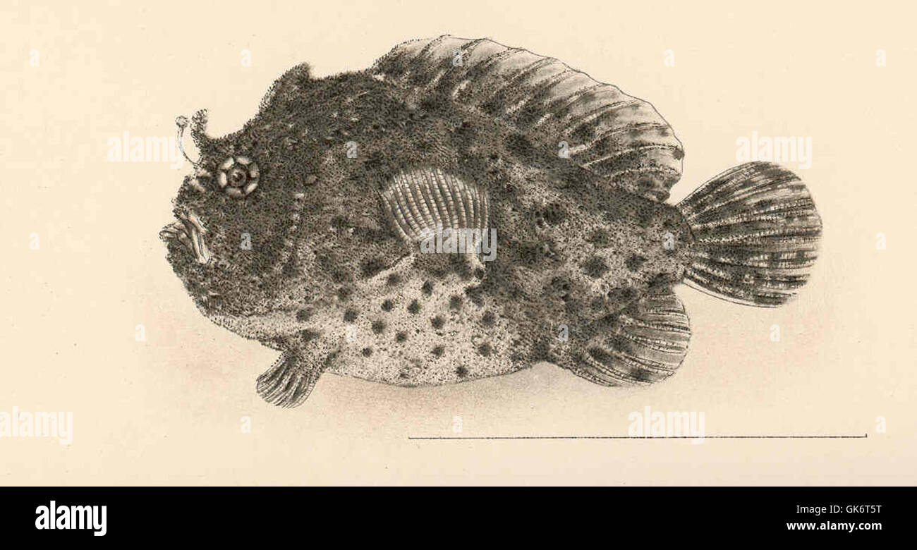 This illustration from the work of Jordan & Evermann shows the ...