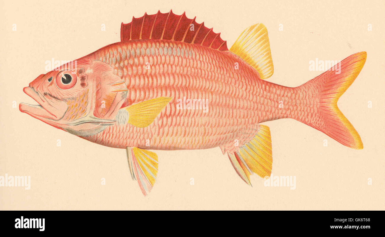 This illustration from a vintage manuscript shows the fish Holocentrus ...