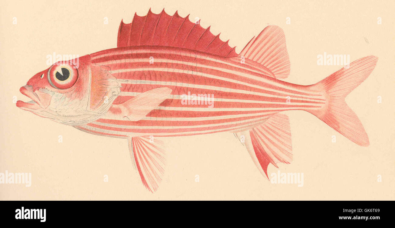 This illustration of *Holocentrus xantherythrus*, a species described ...