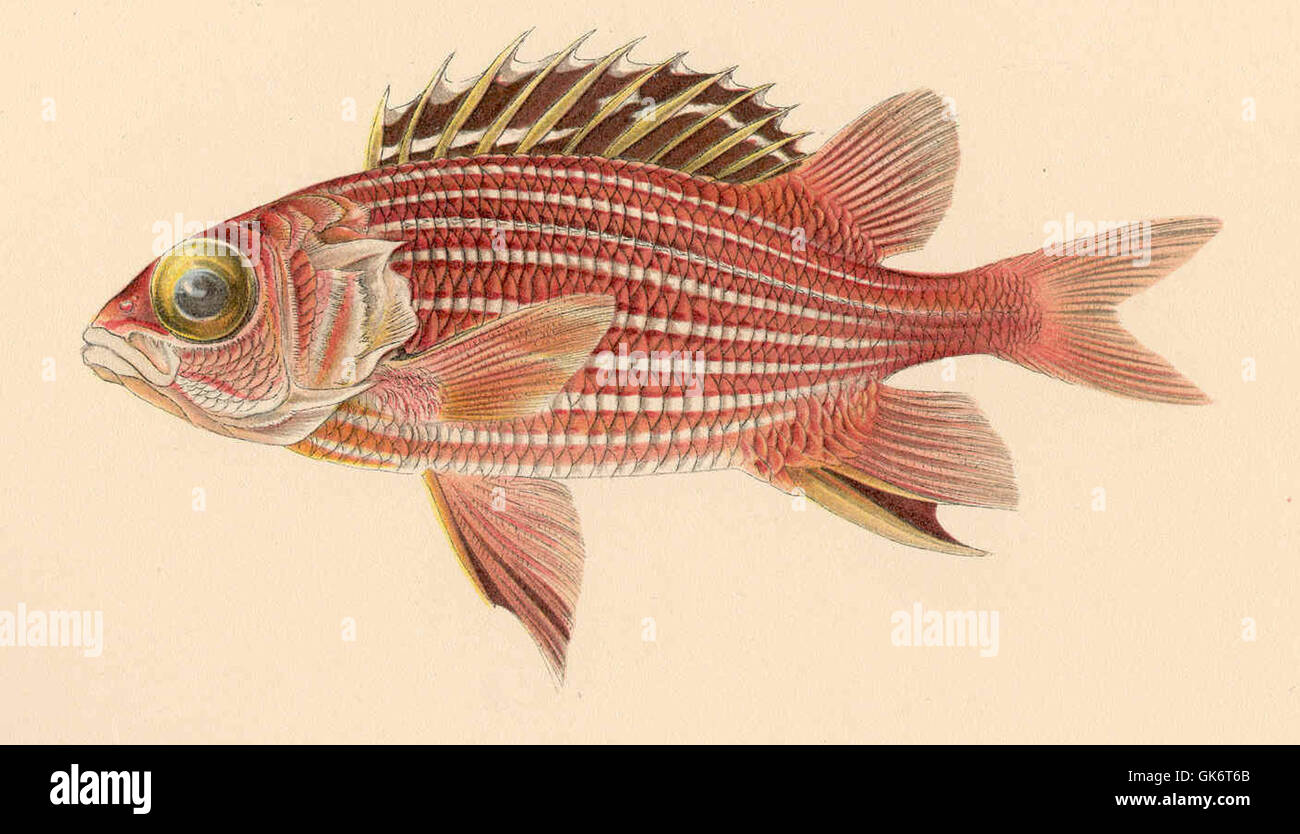 This vintage book illustration shows *Holocentrus diadema*, a species ...