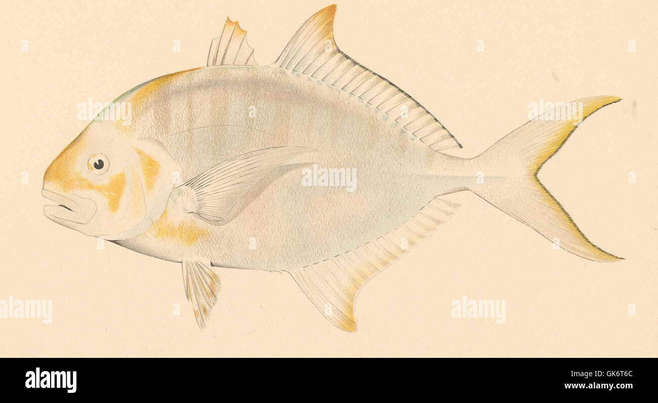 An illustration of Caranx speciosus, commonly known as Paopao or Ulua ...