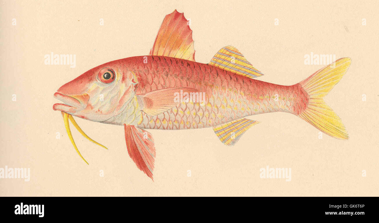 This illustration from an ancient manuscript depicts the species ...