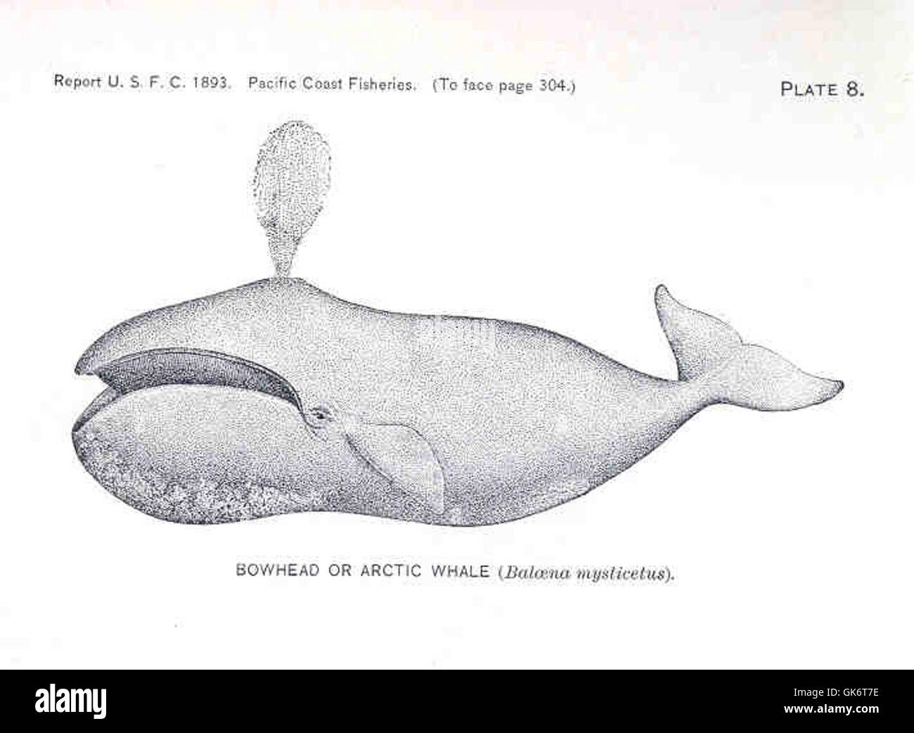 This illustration of a Bowhead or Arctic Whale comes from an antique ...