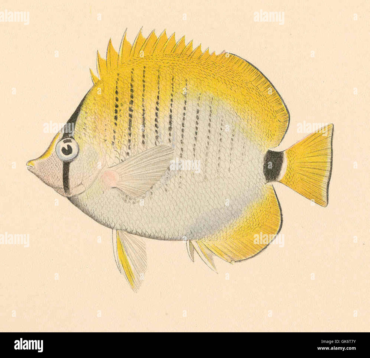 An illustration of Chaetodon miliaris, a species of butterflyfish, as ...