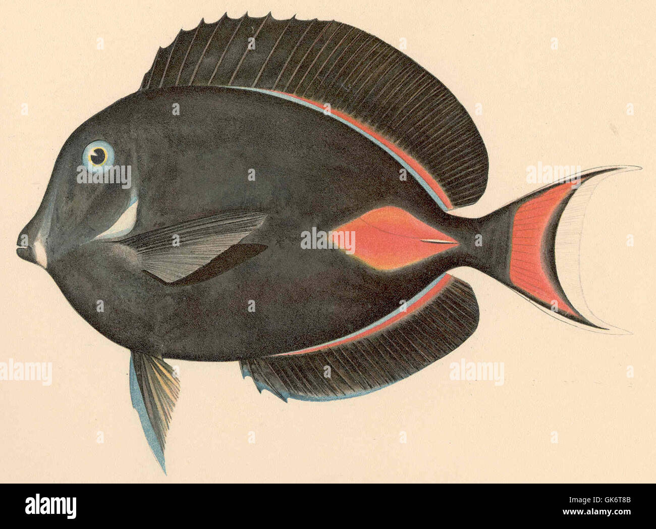 This historical illustration depicts *Teuthis achilles*, a species of ...