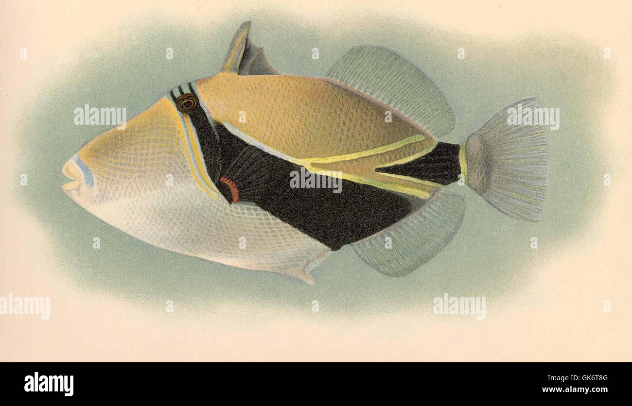 A detailed illustration of the fish species Balistapus rectangulus ...