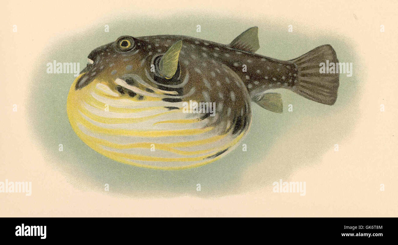 This illustration depicts Tetraodon hispidus, also known as the Muki ...