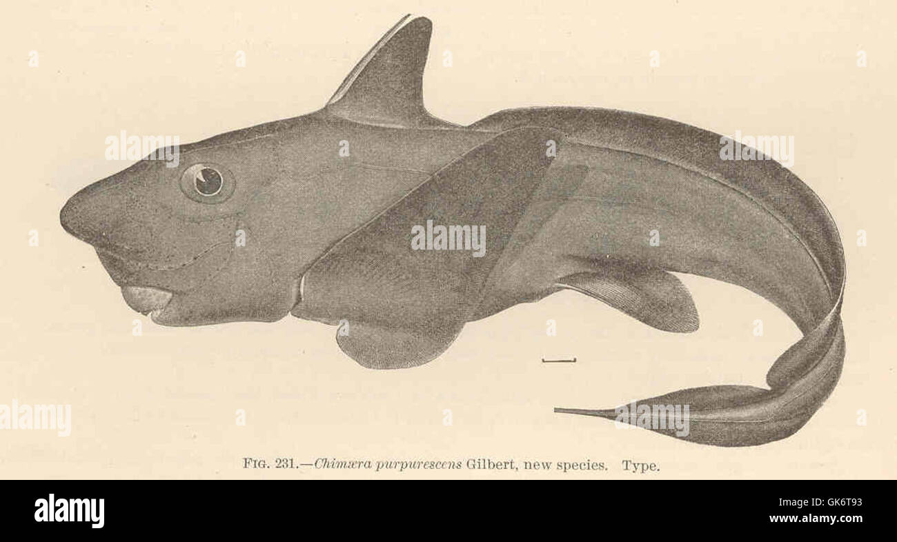 42670 Chimaera purpurescene Gilbert, new species Type Stock Photo - Alamy