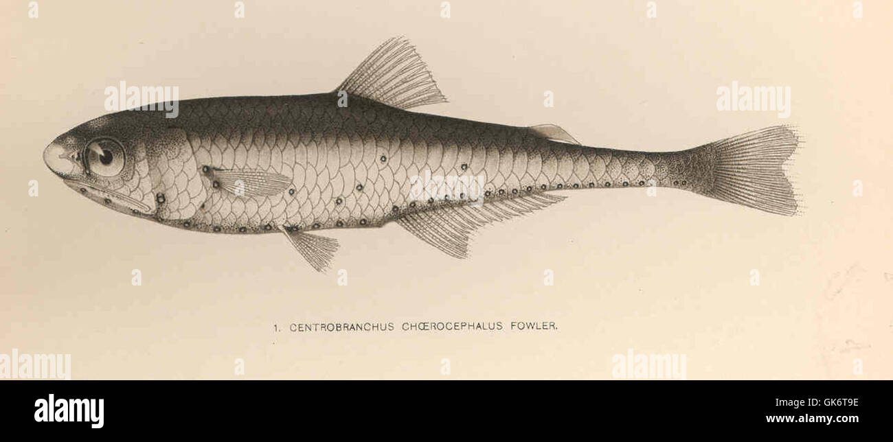 The illustration of Centrobranchus choerocephalus by Fowler showcases a ...