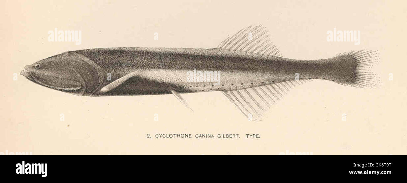 Cyclothone hi-res stock photography and images - Alamy