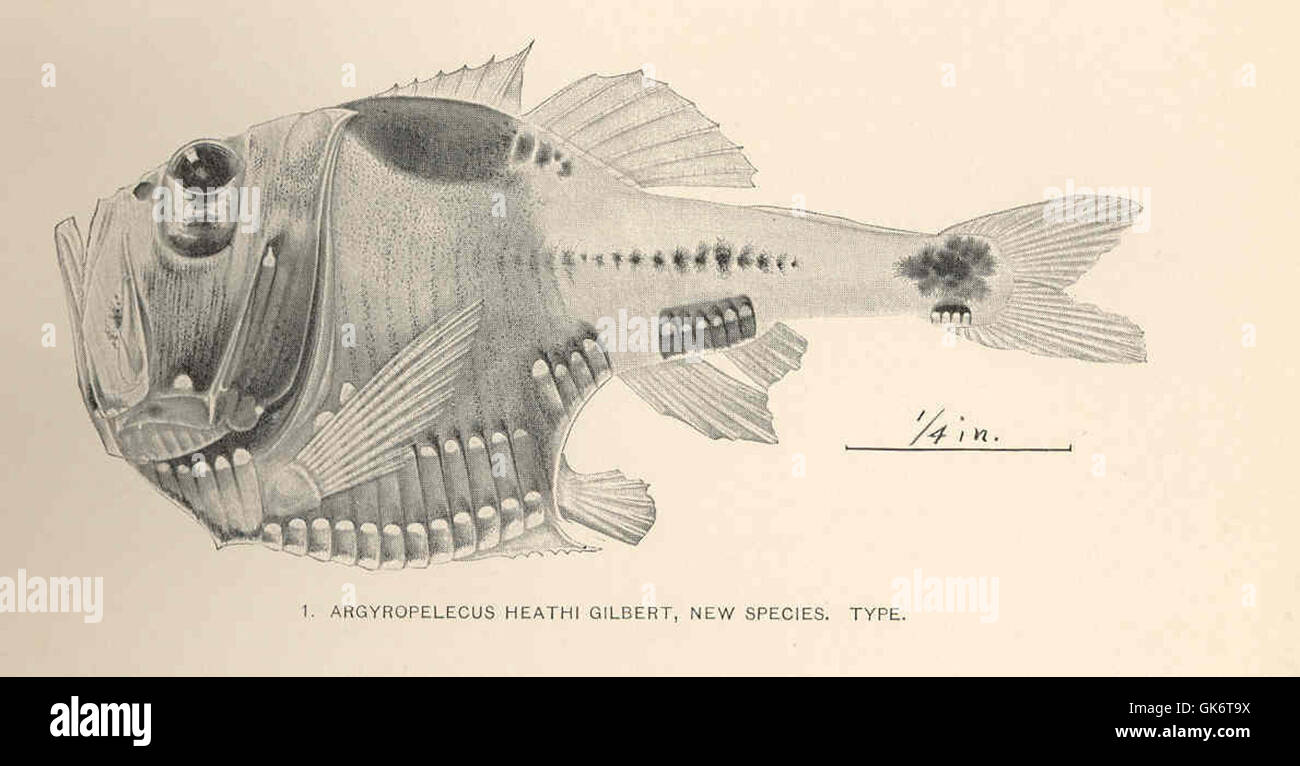 Heathi hi-res stock photography and images - Alamy