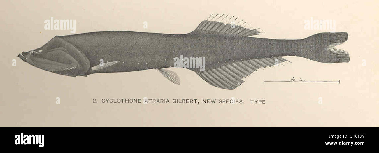 This vintage illustration depicts the newly identified species ...