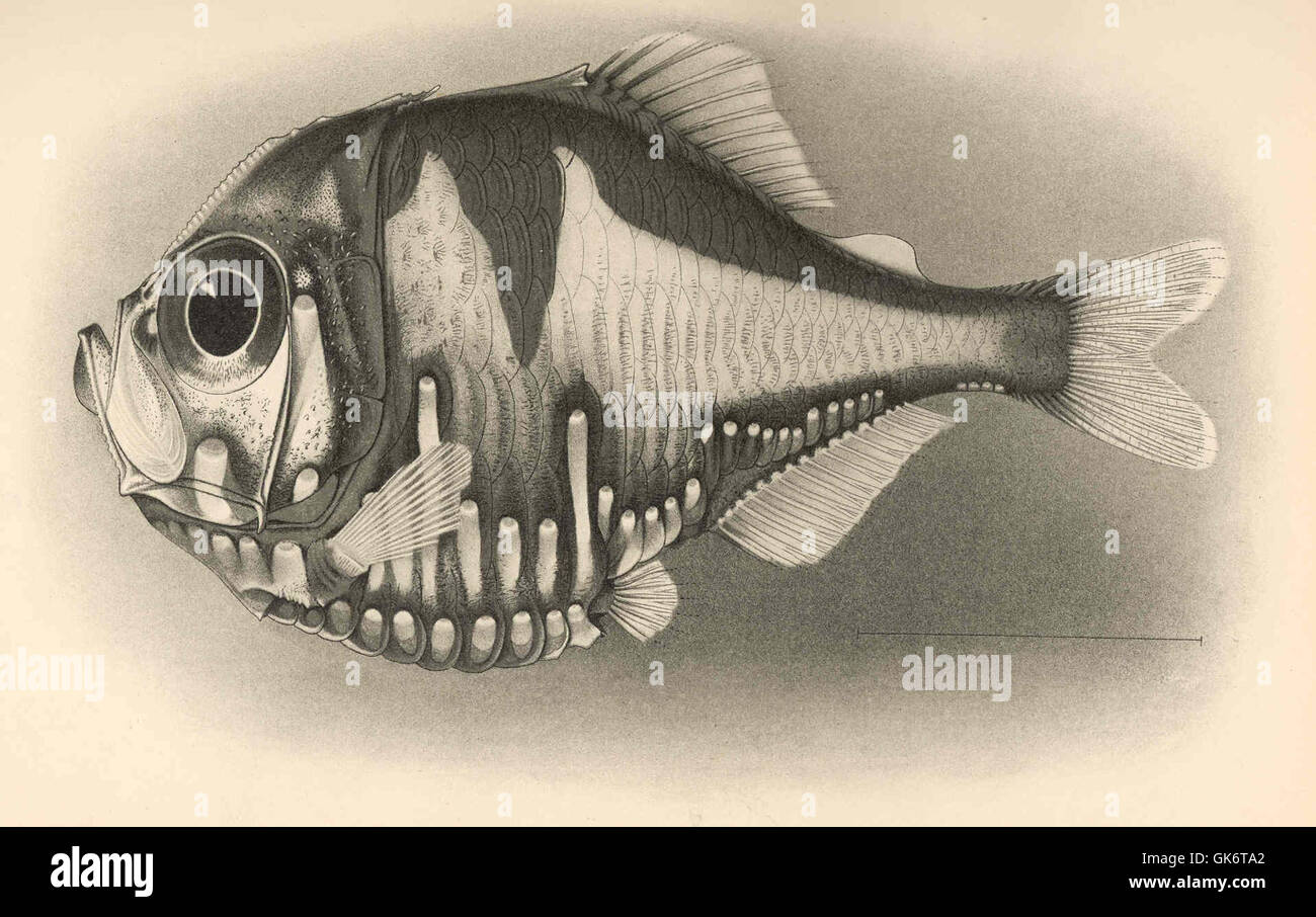 This vintage illustration shows Polyipnus nuttingi, an ancient species ...