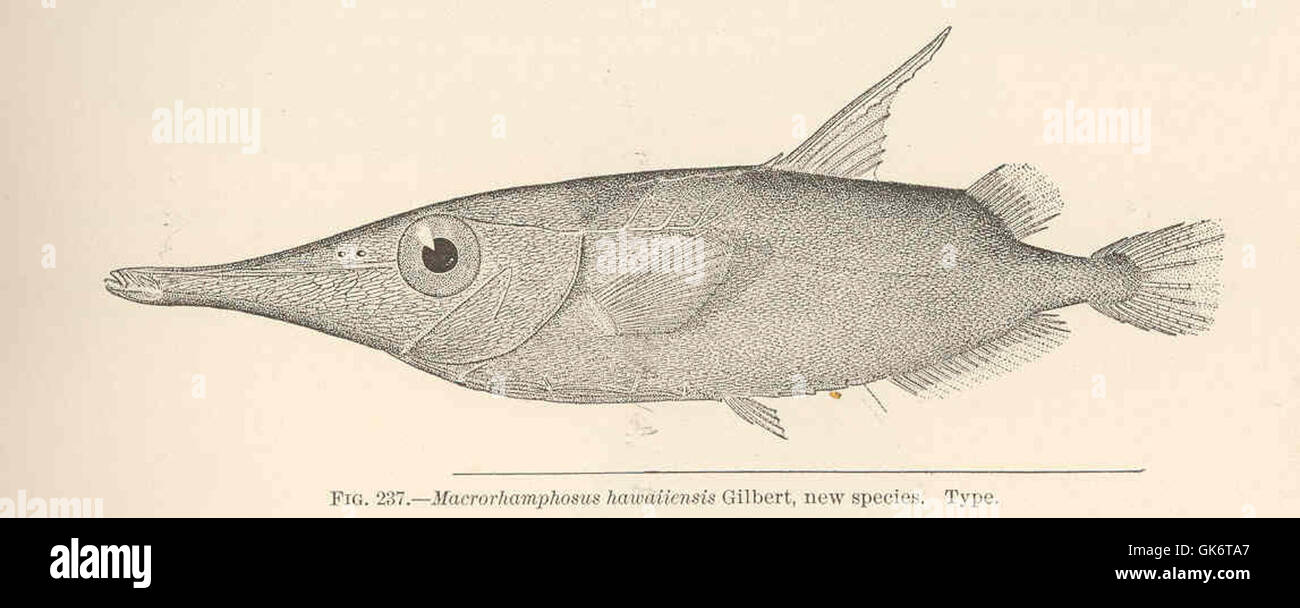 This illustration depicts the newly identified species Macrorhamphosus ...