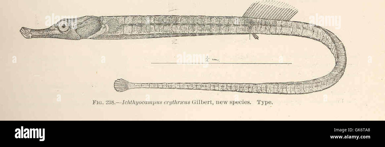 The illustration titled 42694 Ichthyocampus erythraeus depicts the ...