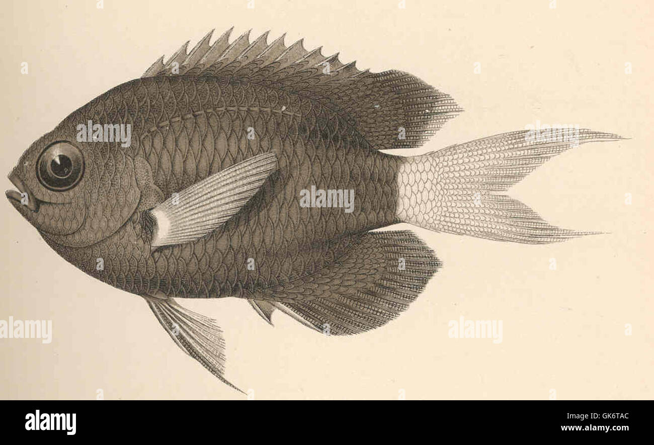 This illustration from an old manuscript features the fish species ...