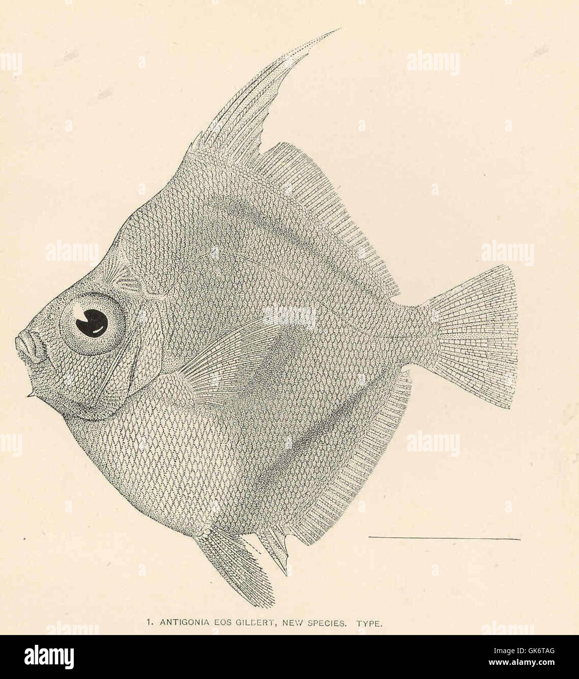 This illustration of *Antigonia eos Gilbert*, a newly described species ...