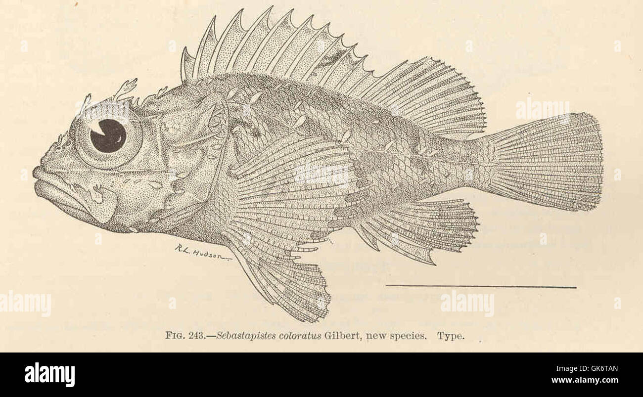 Antique ornamental drawing hi-res stock photography and images - Alamy