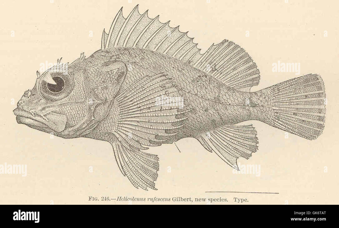 This illustration of *Helicolenus rufescens* by Gilbert represents the ...